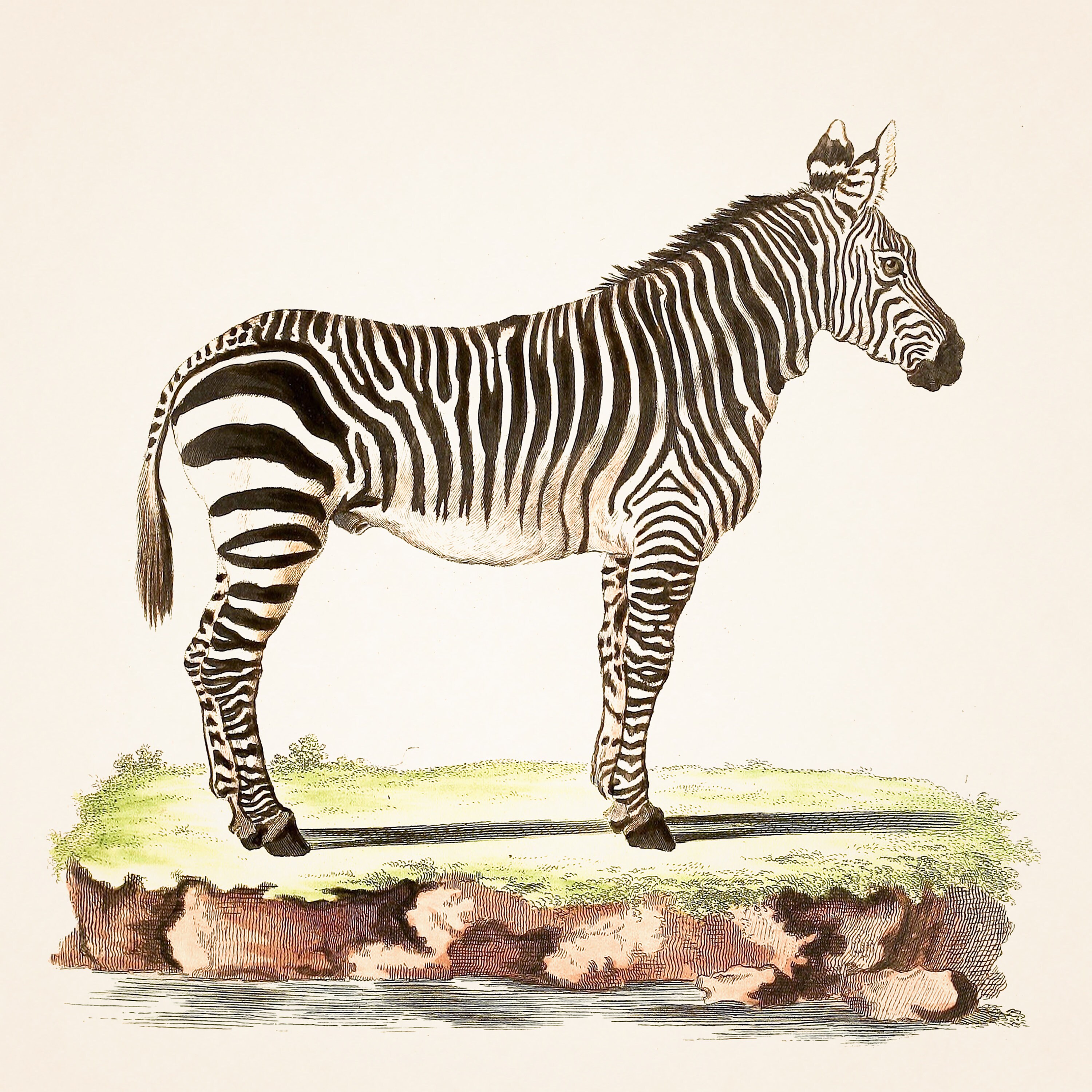 Zebra Print Safari Nursery Decor Nursery Wall Art Antique Animal Print ...
