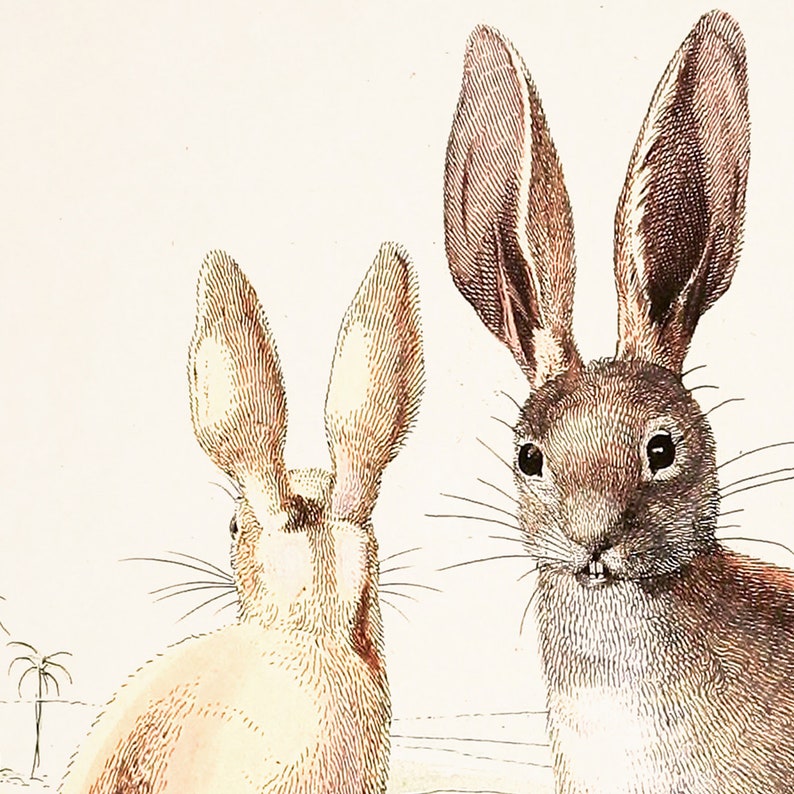 Rabbit Print Set of 3 Prints Woodland Nursery Wall Art Adventure Kids ...