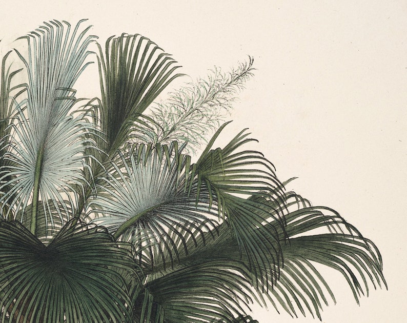 Palm Tree Print Botanical Print Set of 3 Prints Wall Art Set Safari ...