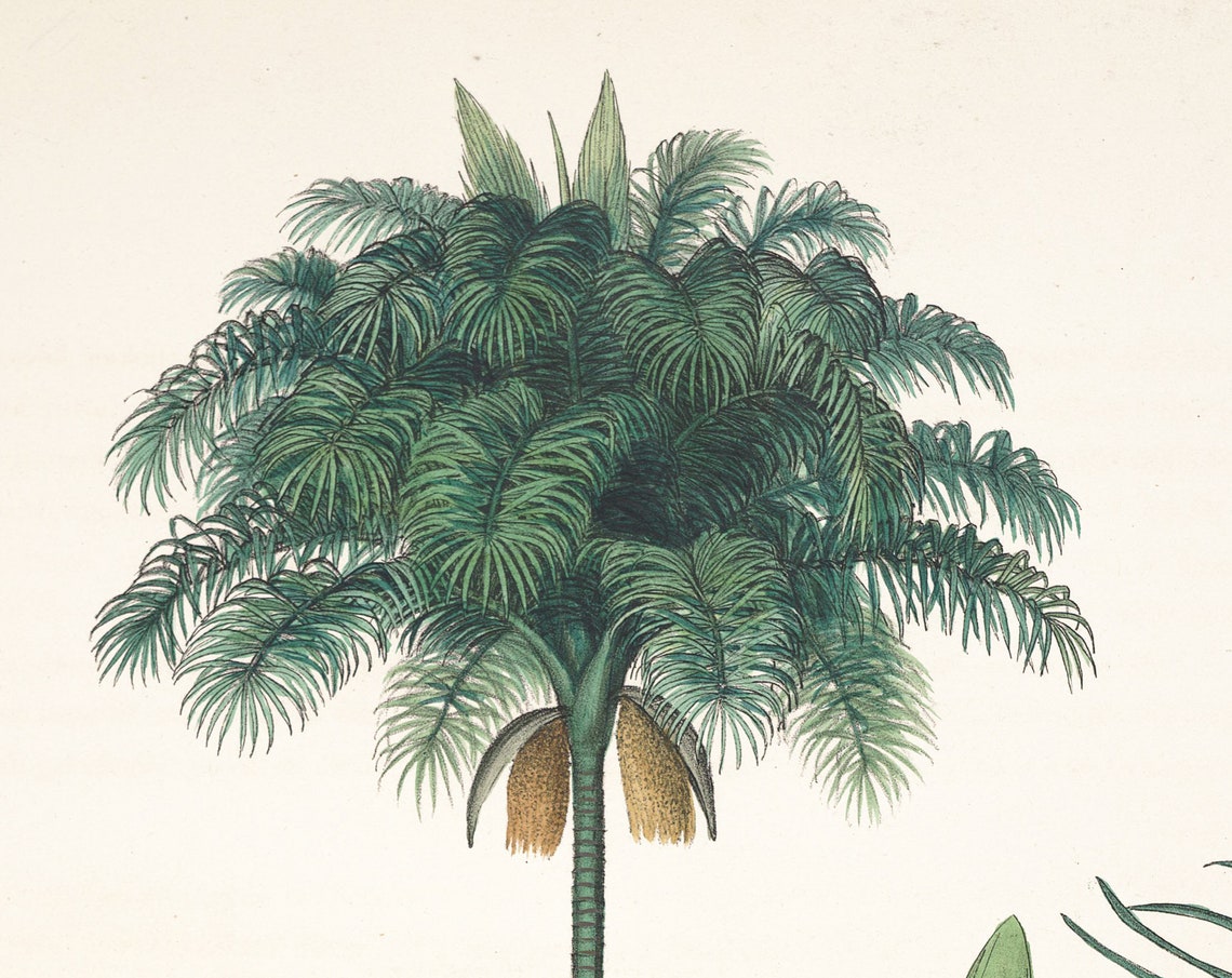 Palm Tree Print Botanical Print Set of 3 Prints Wall Art Set | Etsy