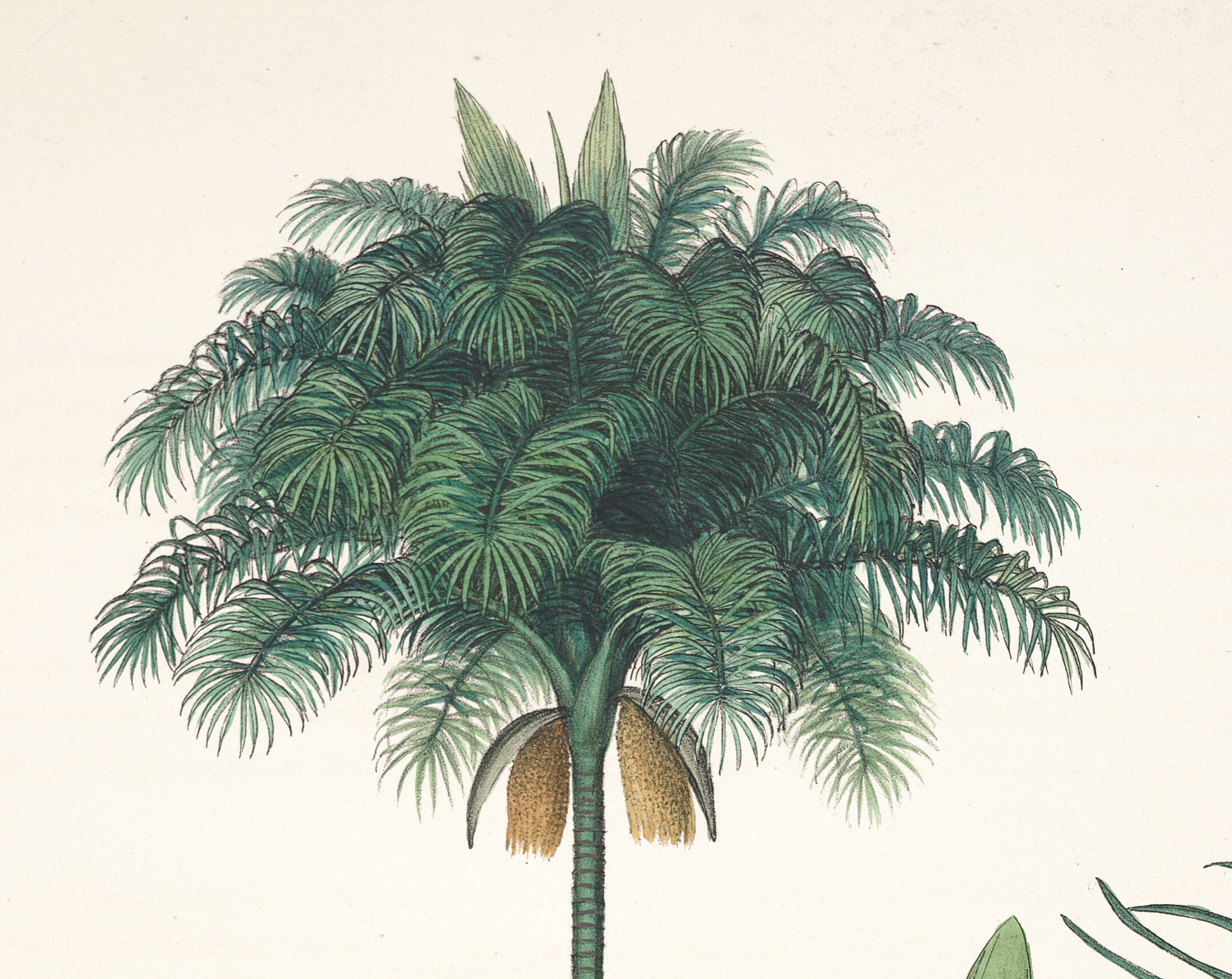 Palm Tree Print Botanical Print Set of 3 Prints Wall Art Set | Etsy