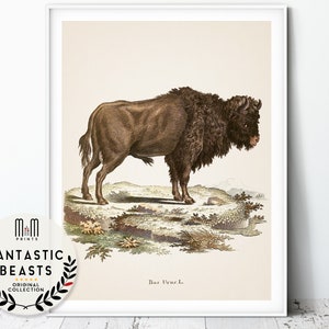 Bison Print Buffalo Poster Safari Nursery Wall Art Kids Room Decor ...