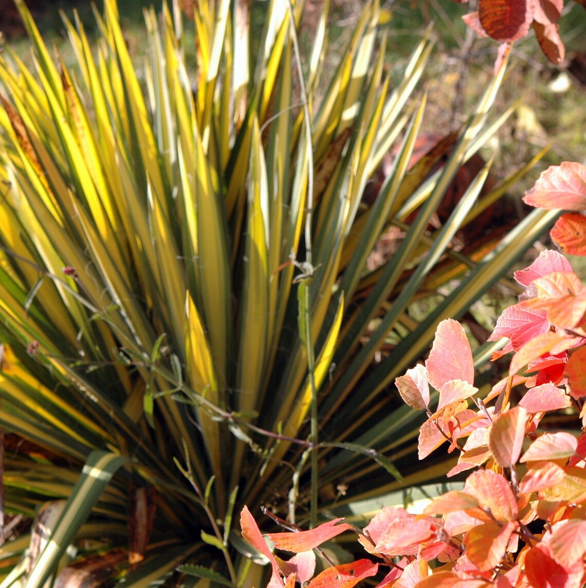 Yucca Flaccida 'color Guard' AKA Yucca Filamentosa 'color Guard' Adam's ...