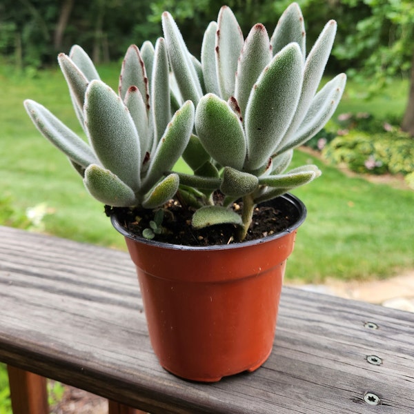 Donkey Ears Plant - Etsy