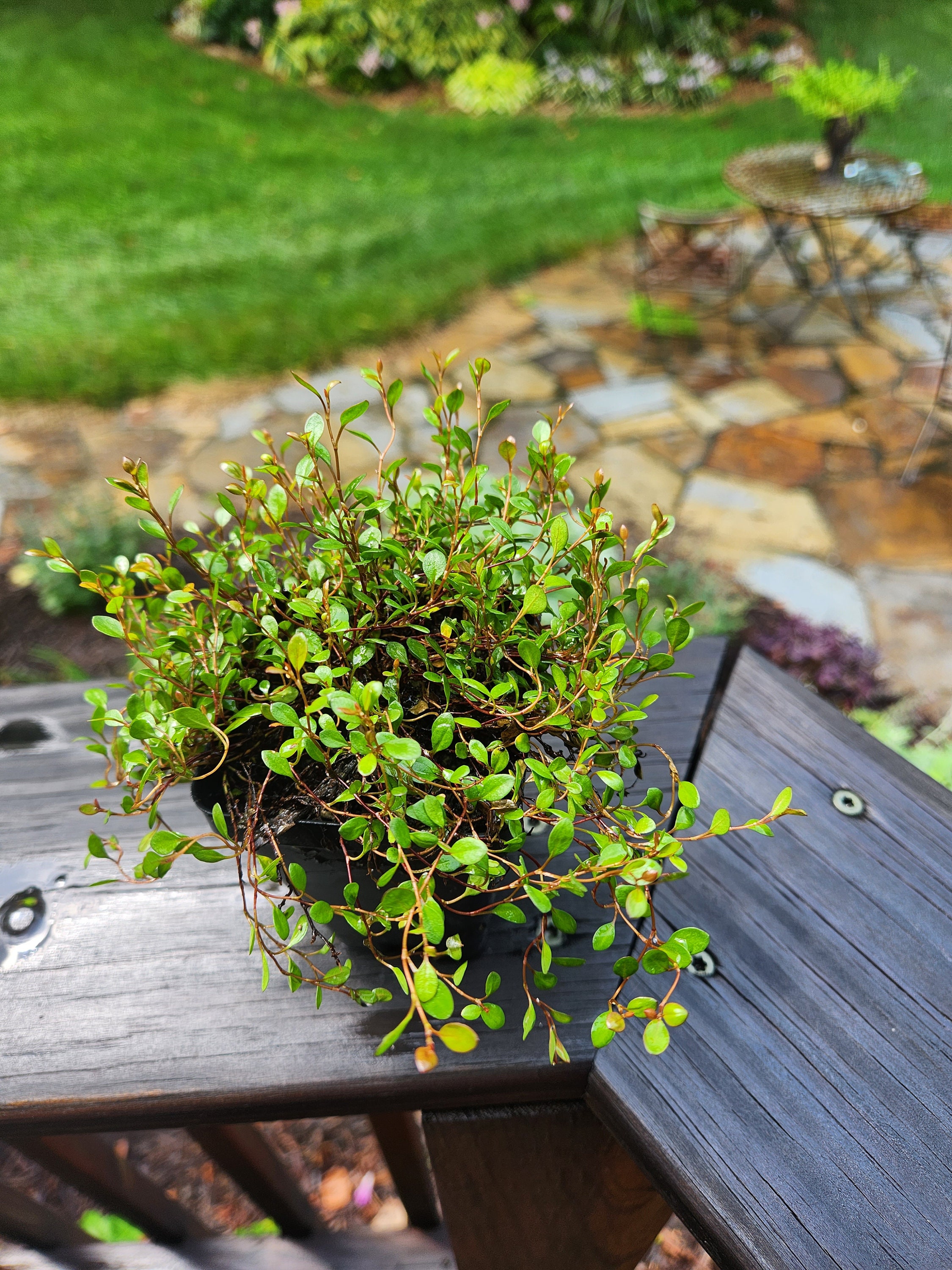 Muehlenbeckia Axillaris 'nana' Creeping Wire Vine - Etsy