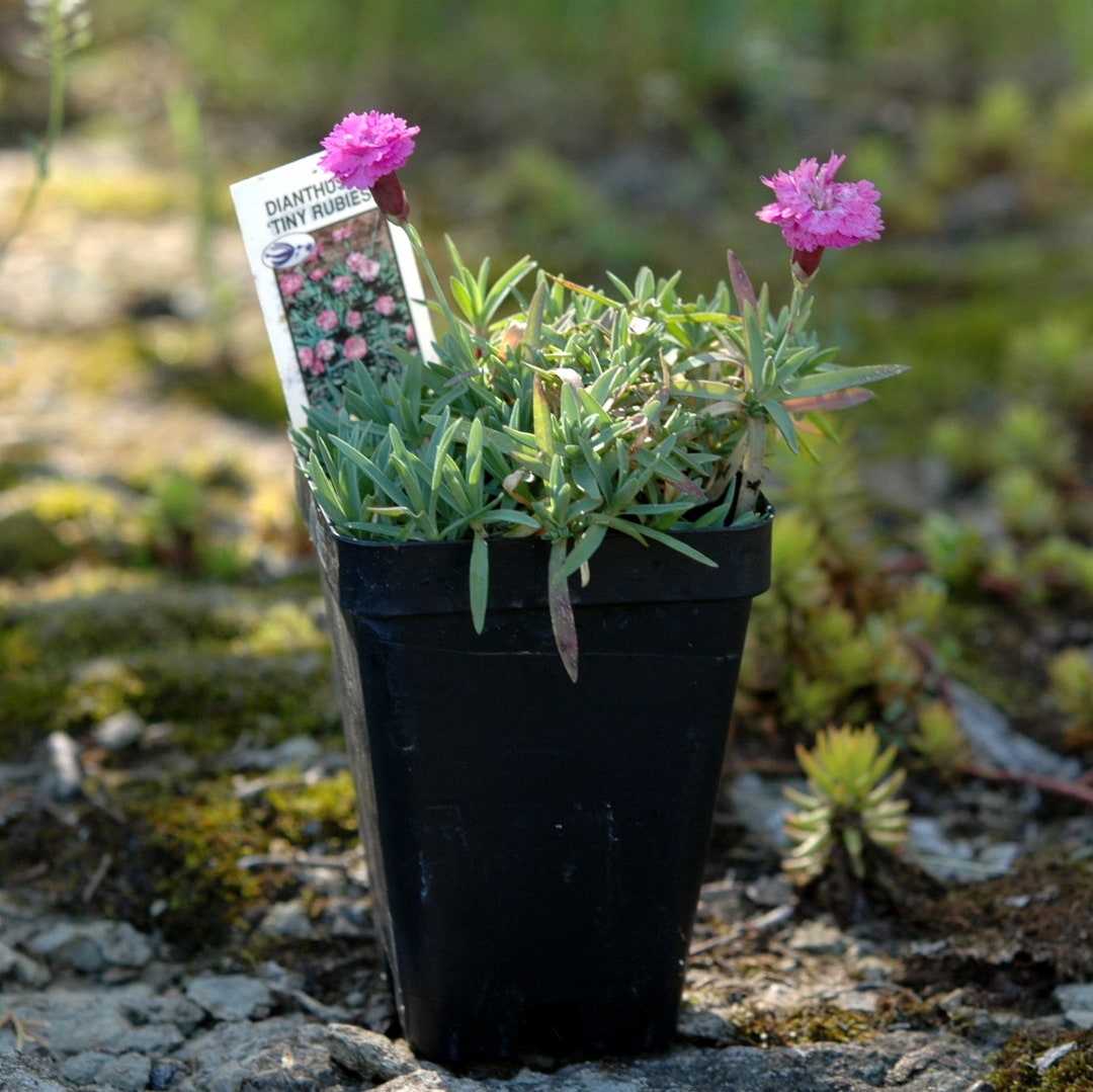 Dianthus 'tiny Rubies' Miniature Plant Fairy Garden Plant Perennial - Etsy