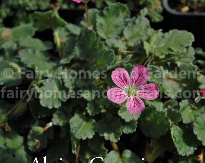 Erodium X Variabile 'bishop's Form' - Miniature Alpine Geranium - Rock ...