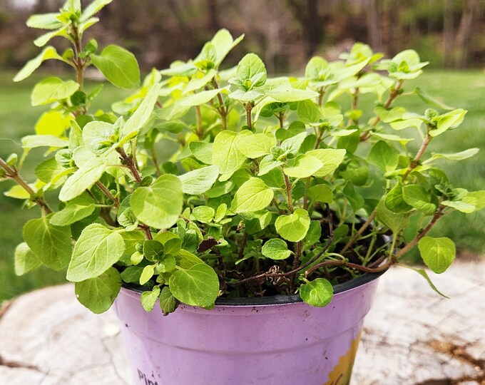 Golden Creeping Oregano - Etsy
