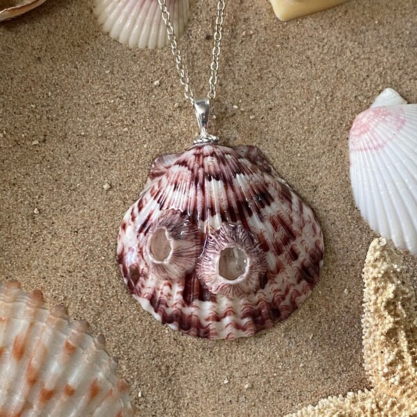 Calico Scallop Shell - Etsy