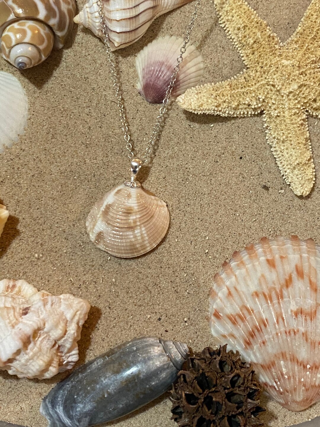 Venus Clam Seashell Pendant Necklace - Etsy
