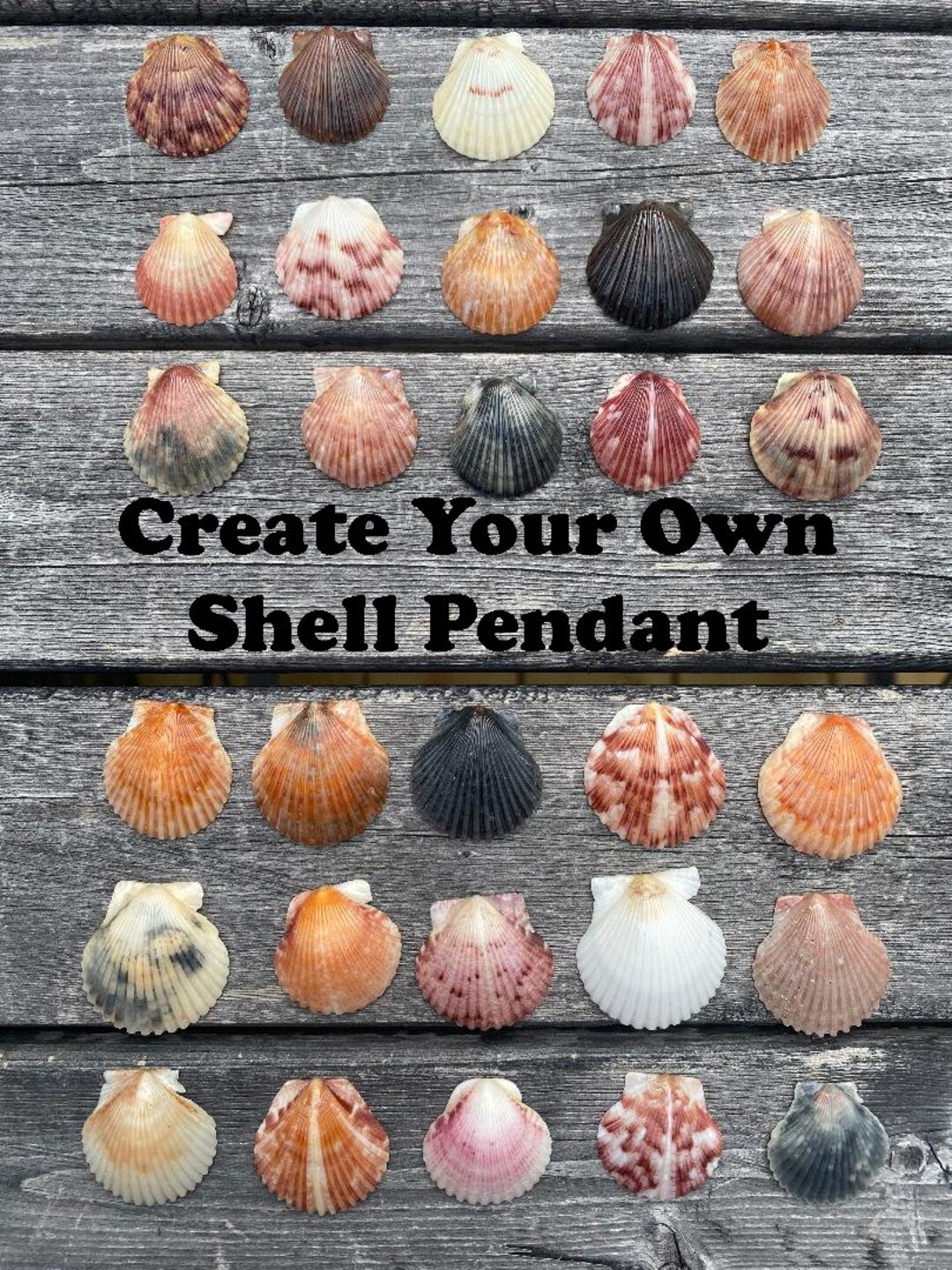 Scallop Seashells - Etsy