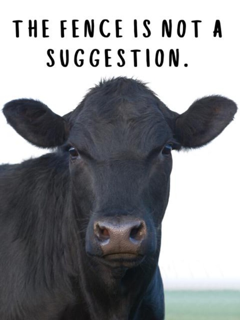 Funny Cow Poster, Fun Animal Quote Print, Quirky Mad Cow Wall Decor for ...