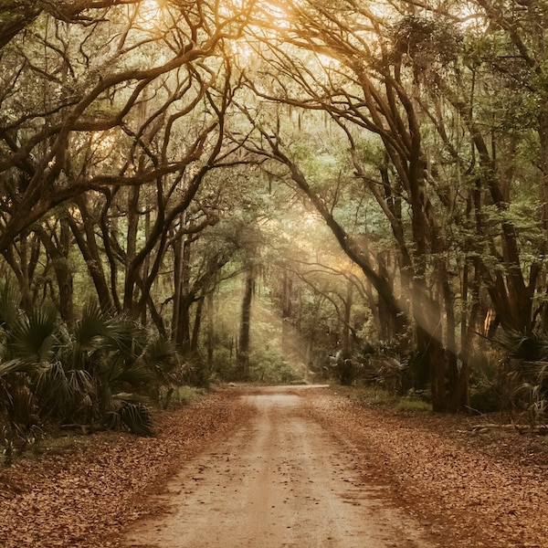 Spanish Moss - Etsy