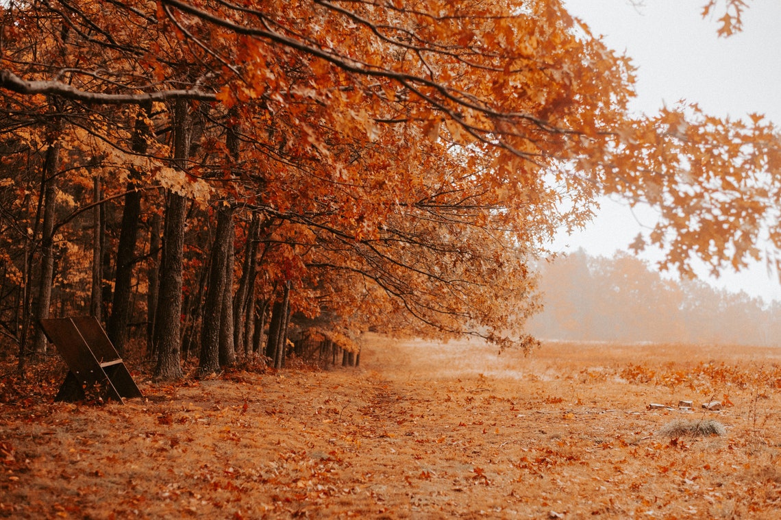 Fall Digital Background - Etsy