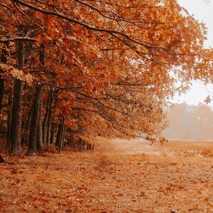 Fall Digital Background - Etsy