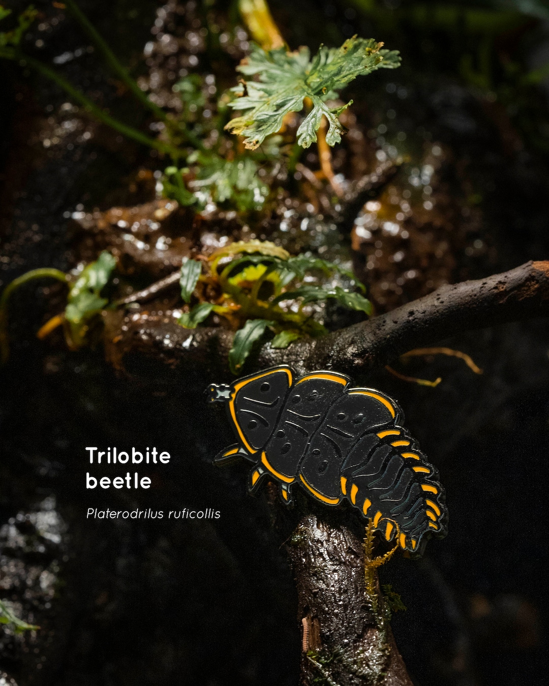 Trilobite Beetle Enamel Pin - Etsy