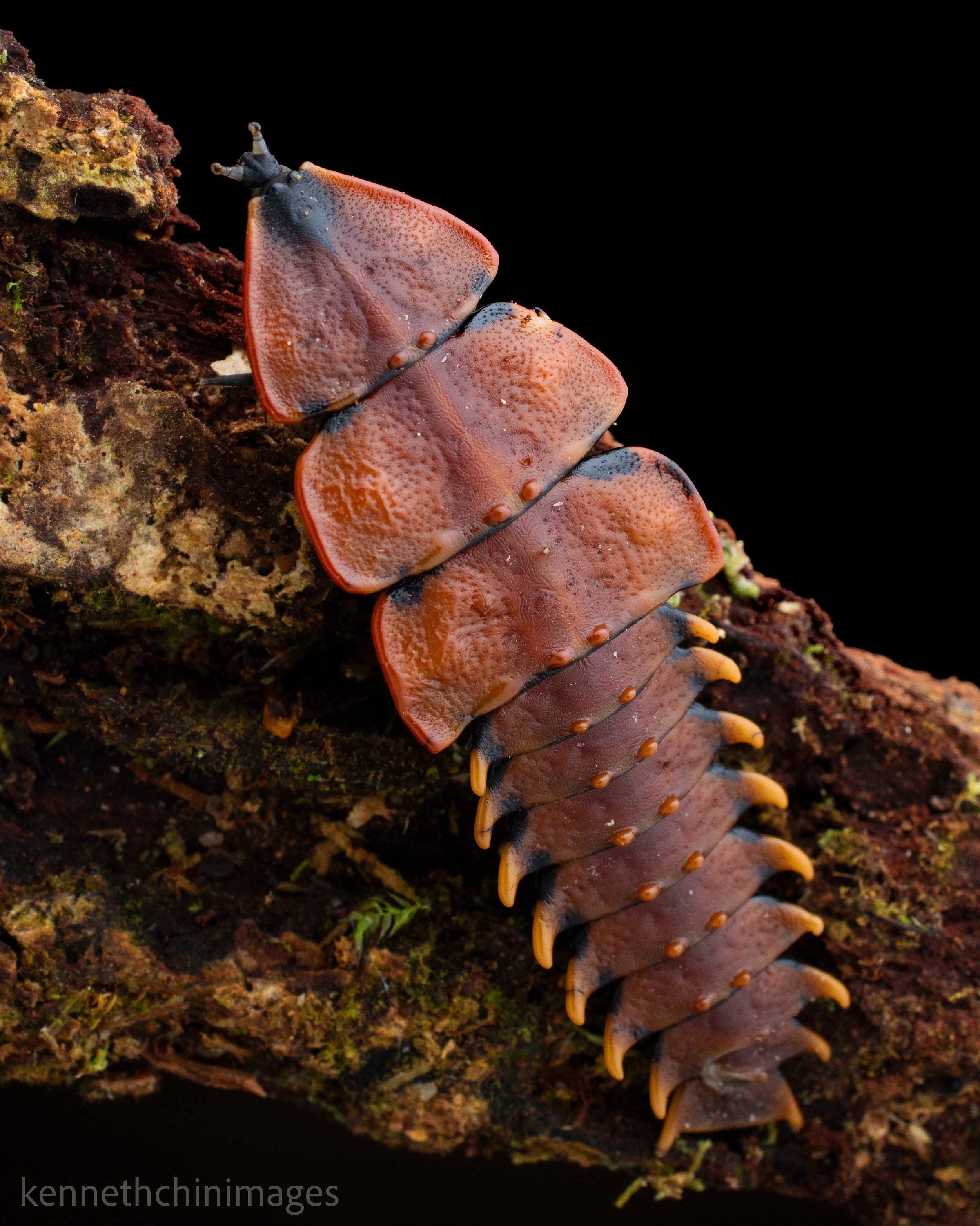 Trilobite Beetle Enamel Pin - Etsy