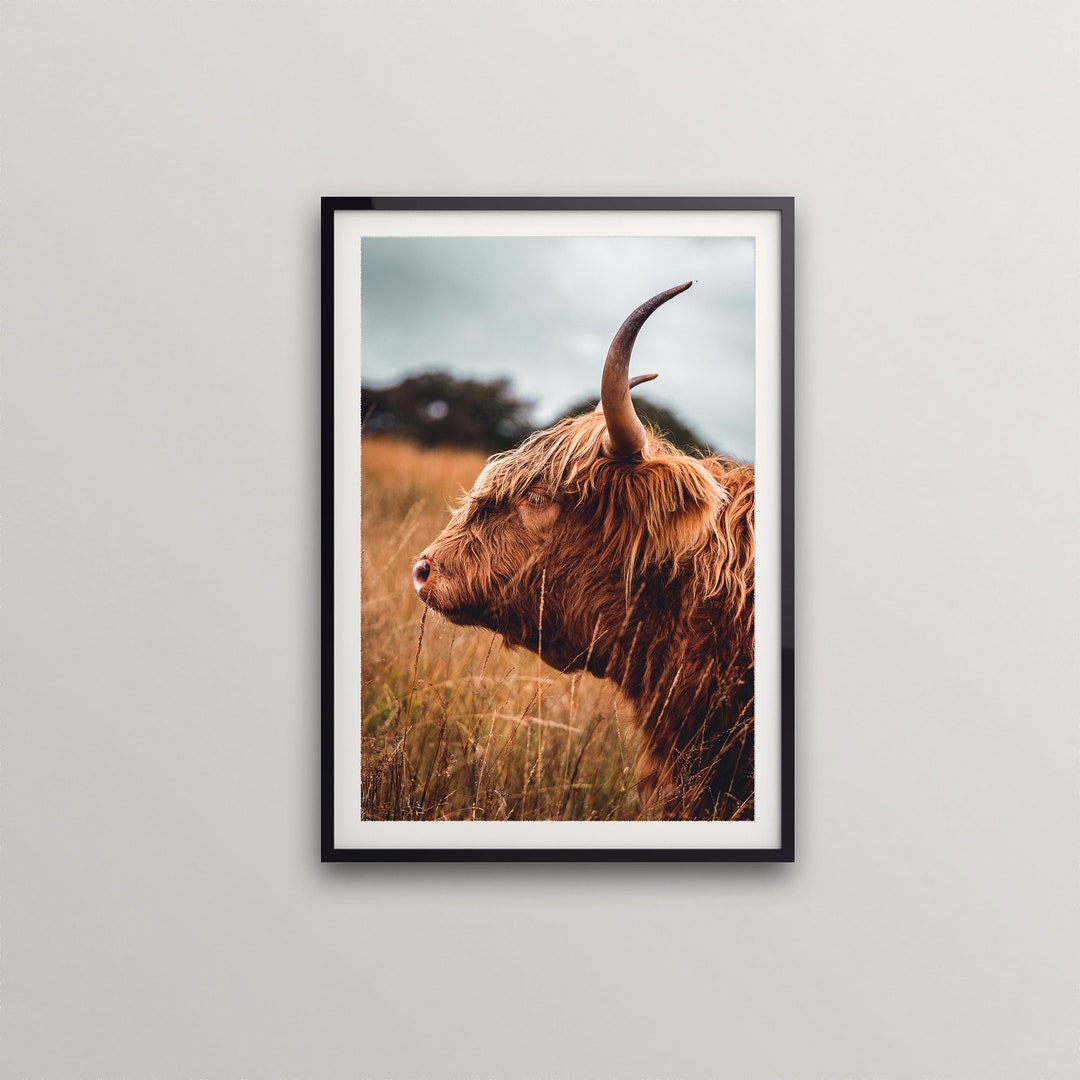 Highland Cow Side Profile (print/mounted) - Etsy