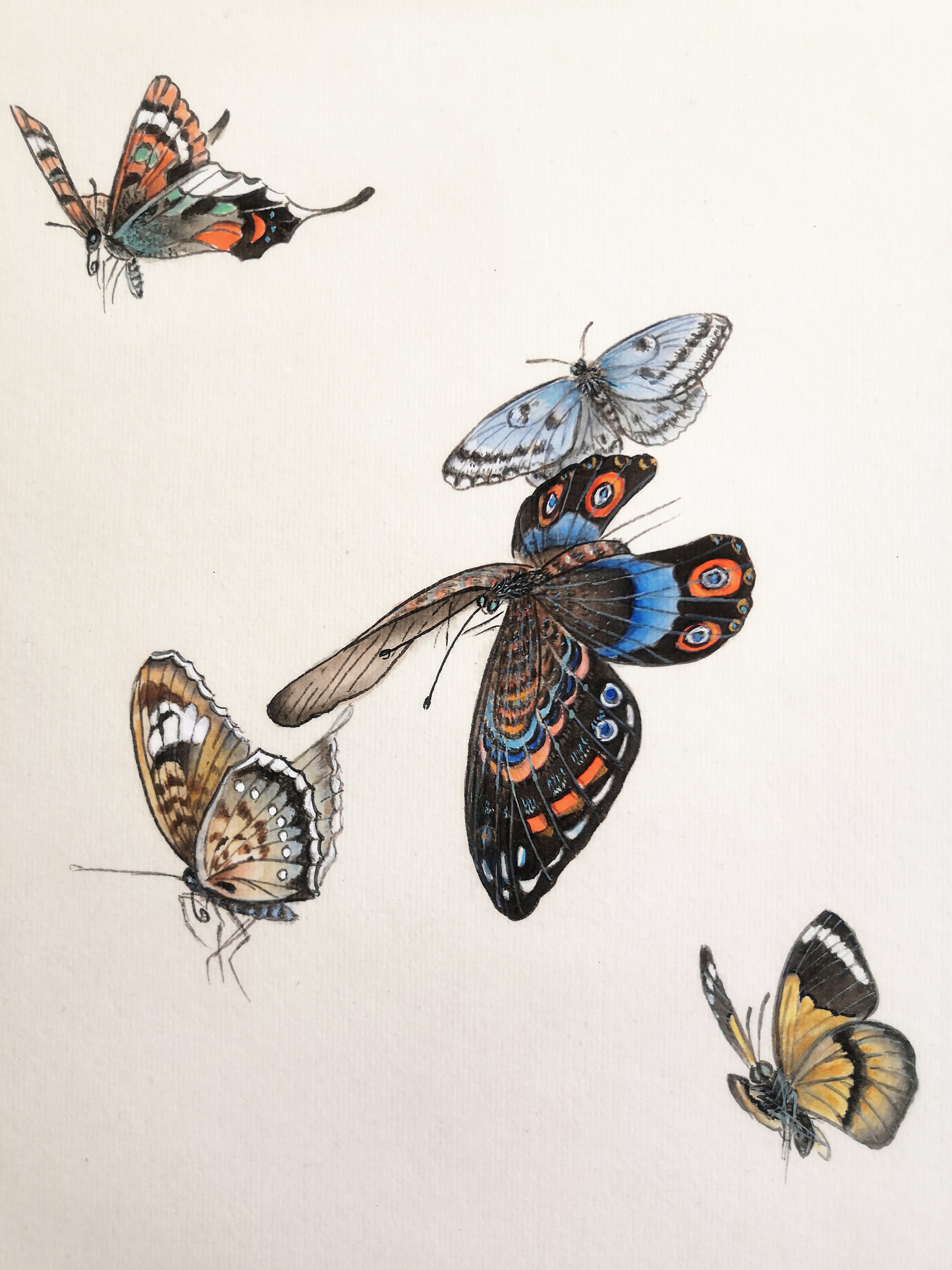 Butterflies. Original Chinese Ink Painting. Traditional Gongbi Style ...