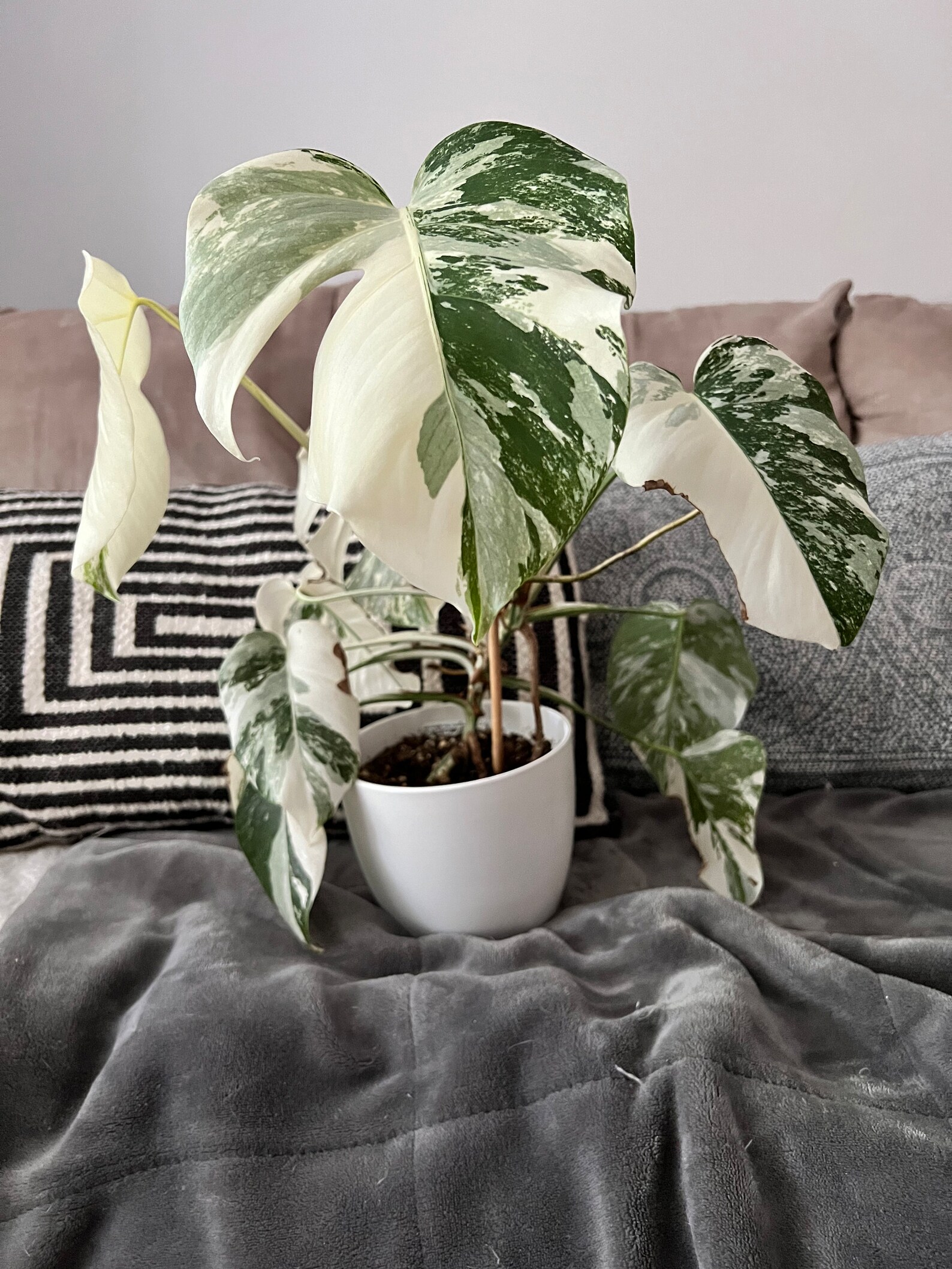 10 Leaf White Albo Plant - Etsy