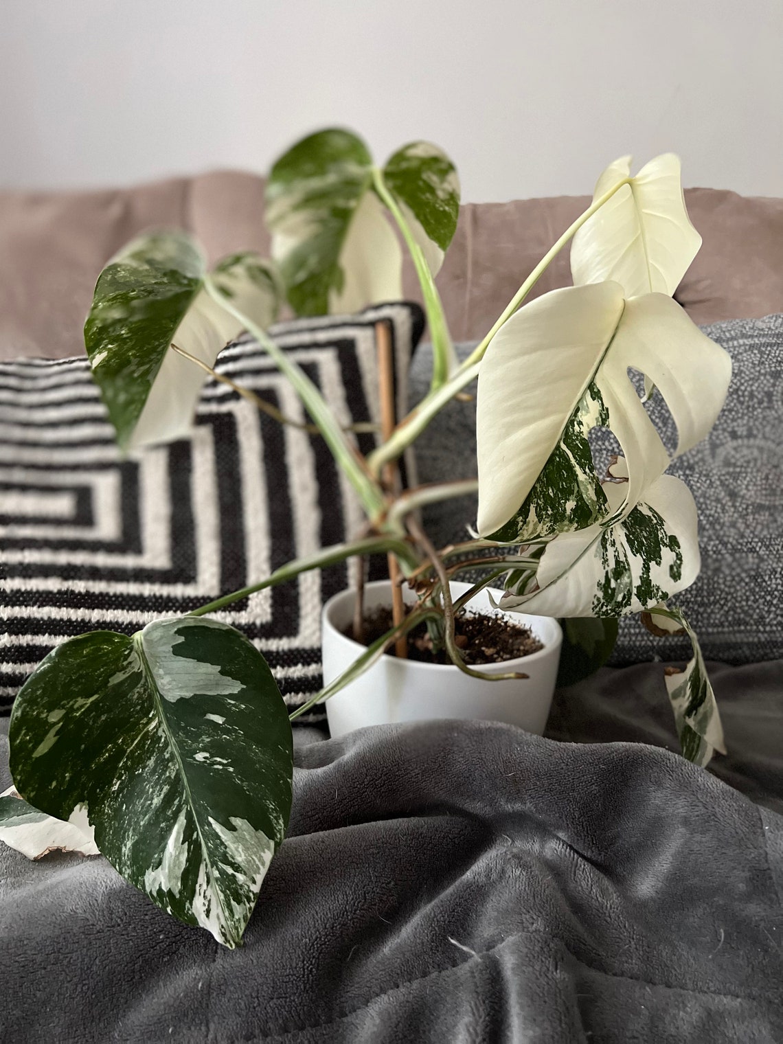 10 Leaf White Albo Plant - Etsy