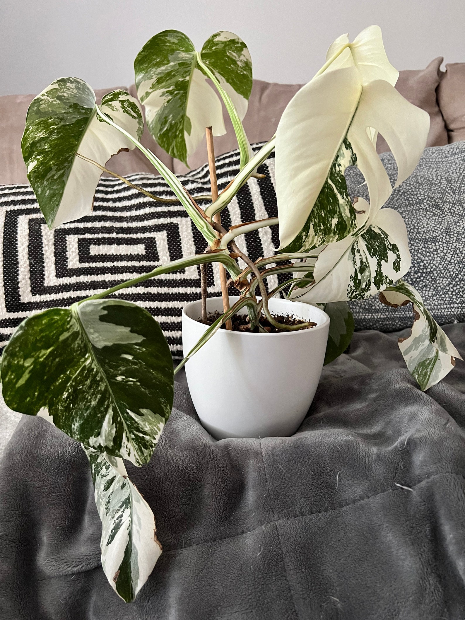 10 Leaf White Albo Plant - Etsy