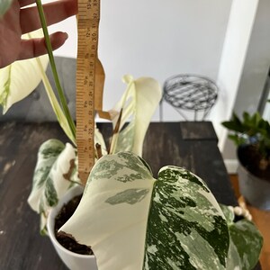 10 Leaf White Albo Plant - Etsy