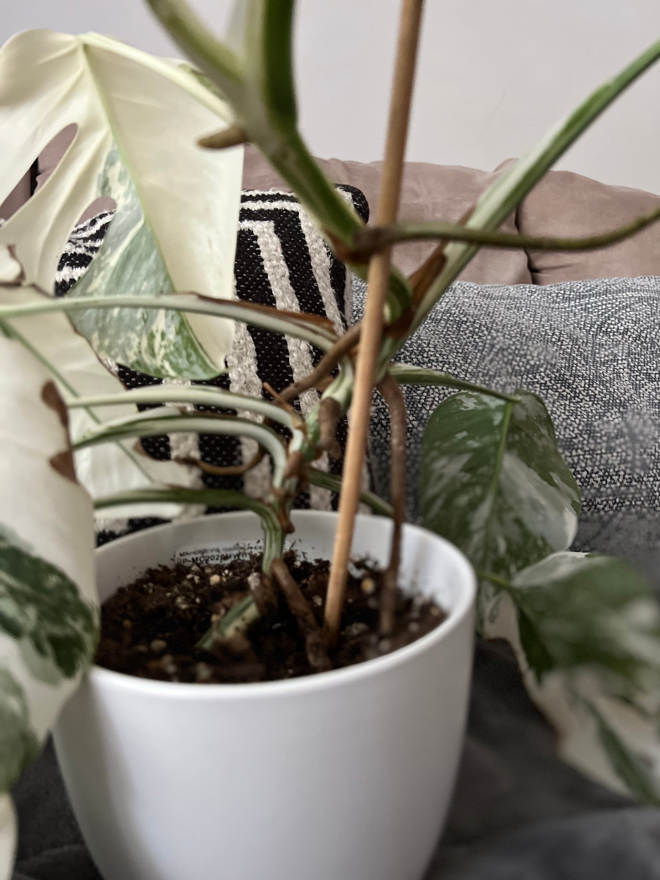10 Leaf White Albo Plant - Etsy