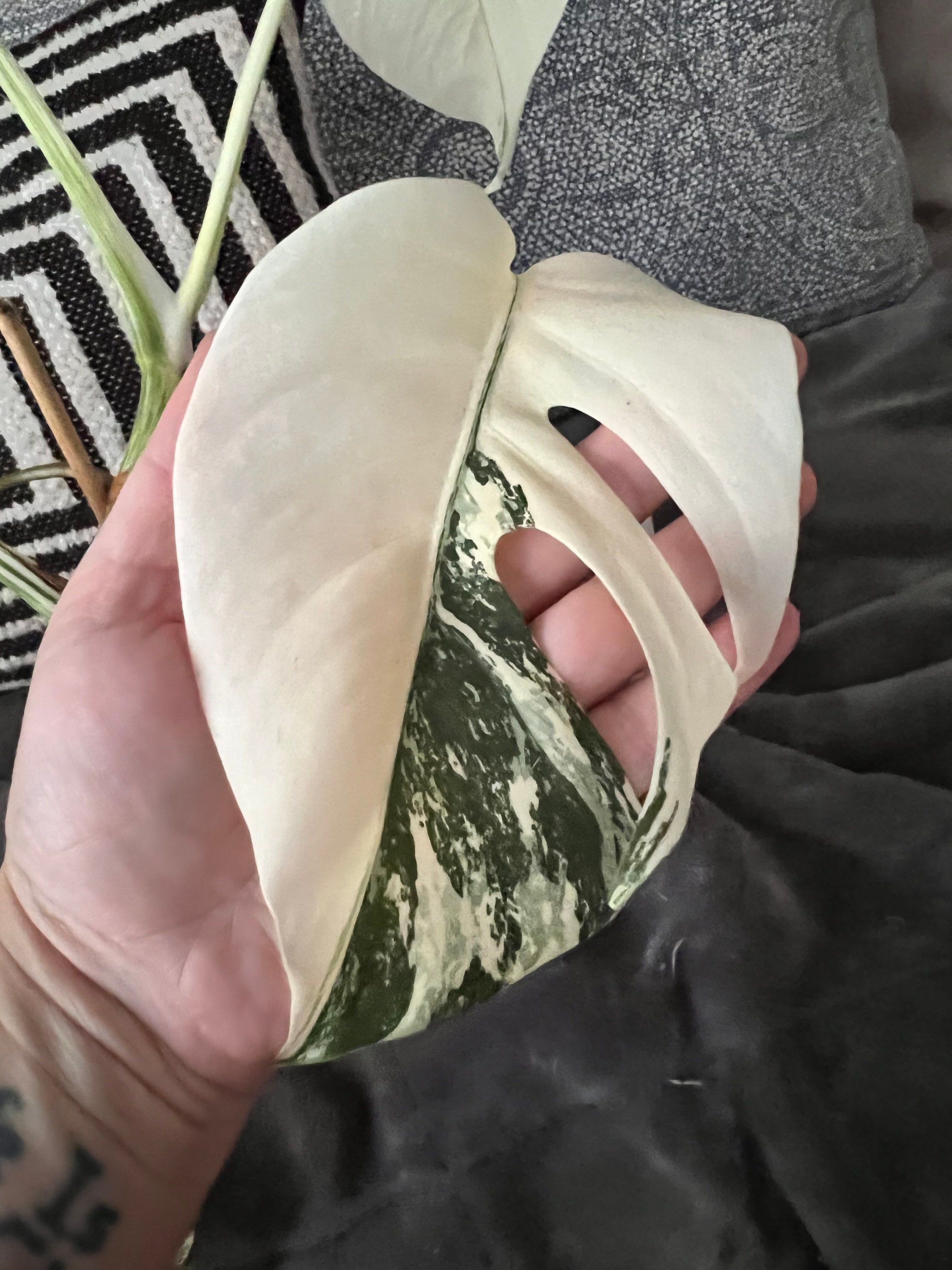 10 Leaf White Albo Plant - Etsy