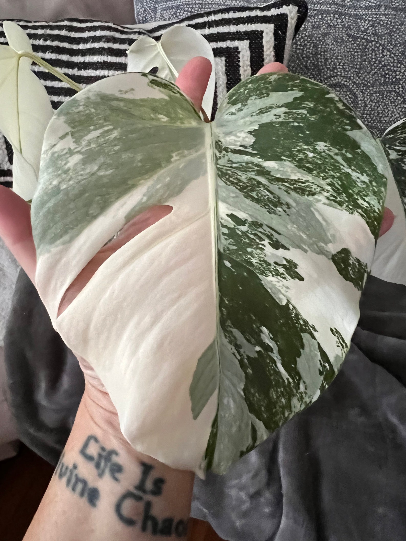 10 Leaf White Albo Plant - Etsy