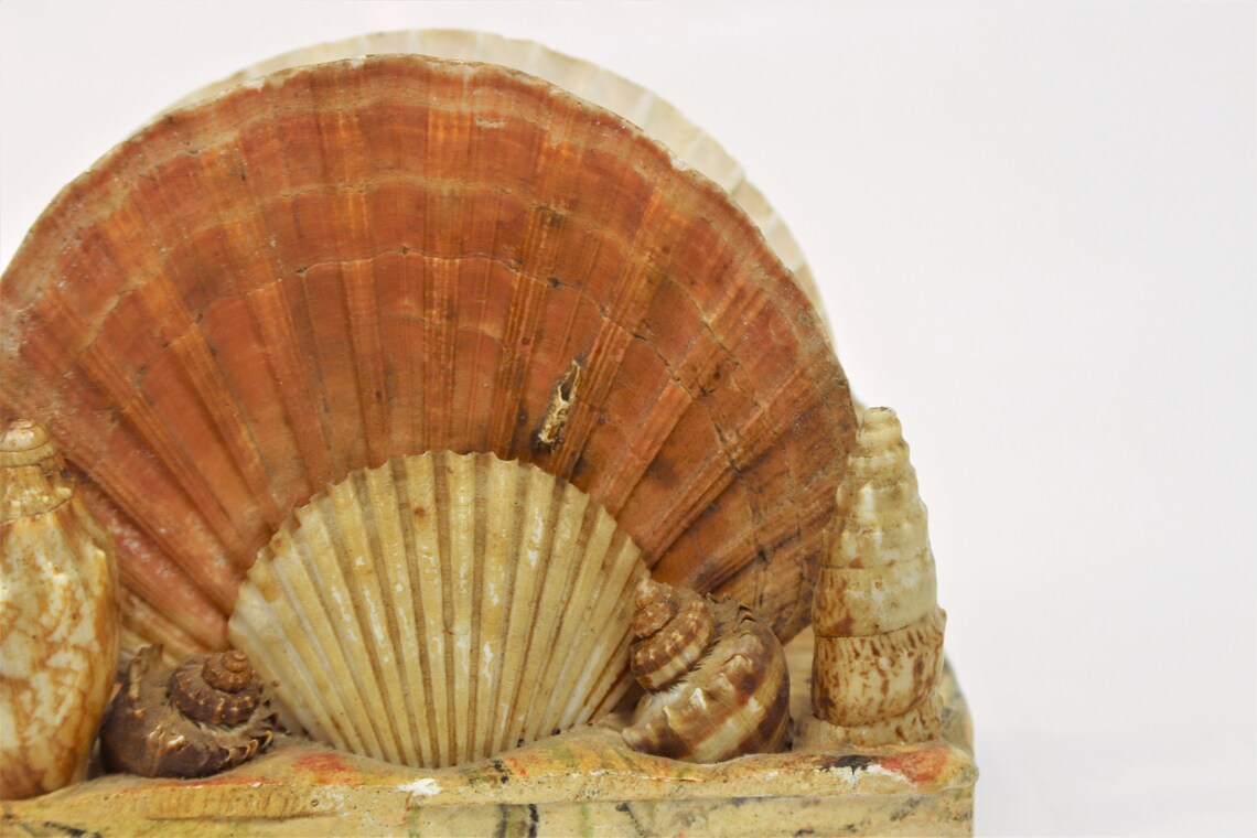 Shell Napkin Holder Beach Lake House Decor Real Shell Decor - Etsy