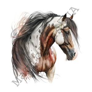 Pinto Horse 11 Portraits Set, Pinto Horse Clipart, Commercial Use ...
