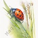 Ladybug 19 Portraits Set Lady Beetle Clipart Commercial Use - Etsy