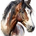 American Pinto Horse 11 Portraits Set American Pinto Horse - Etsy