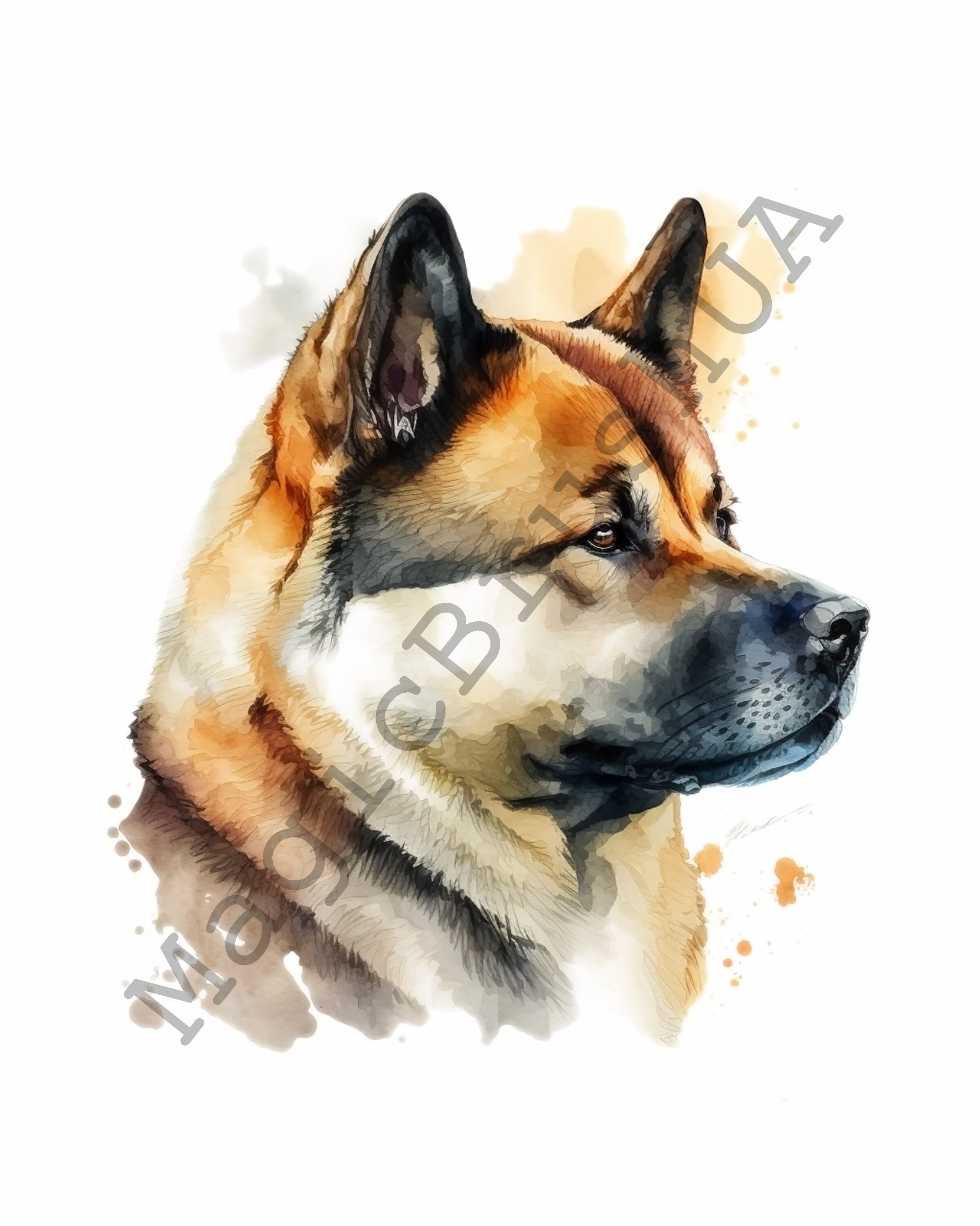 American Akita Head and Neck 5 Portraits Set American Akita - Etsy UK
