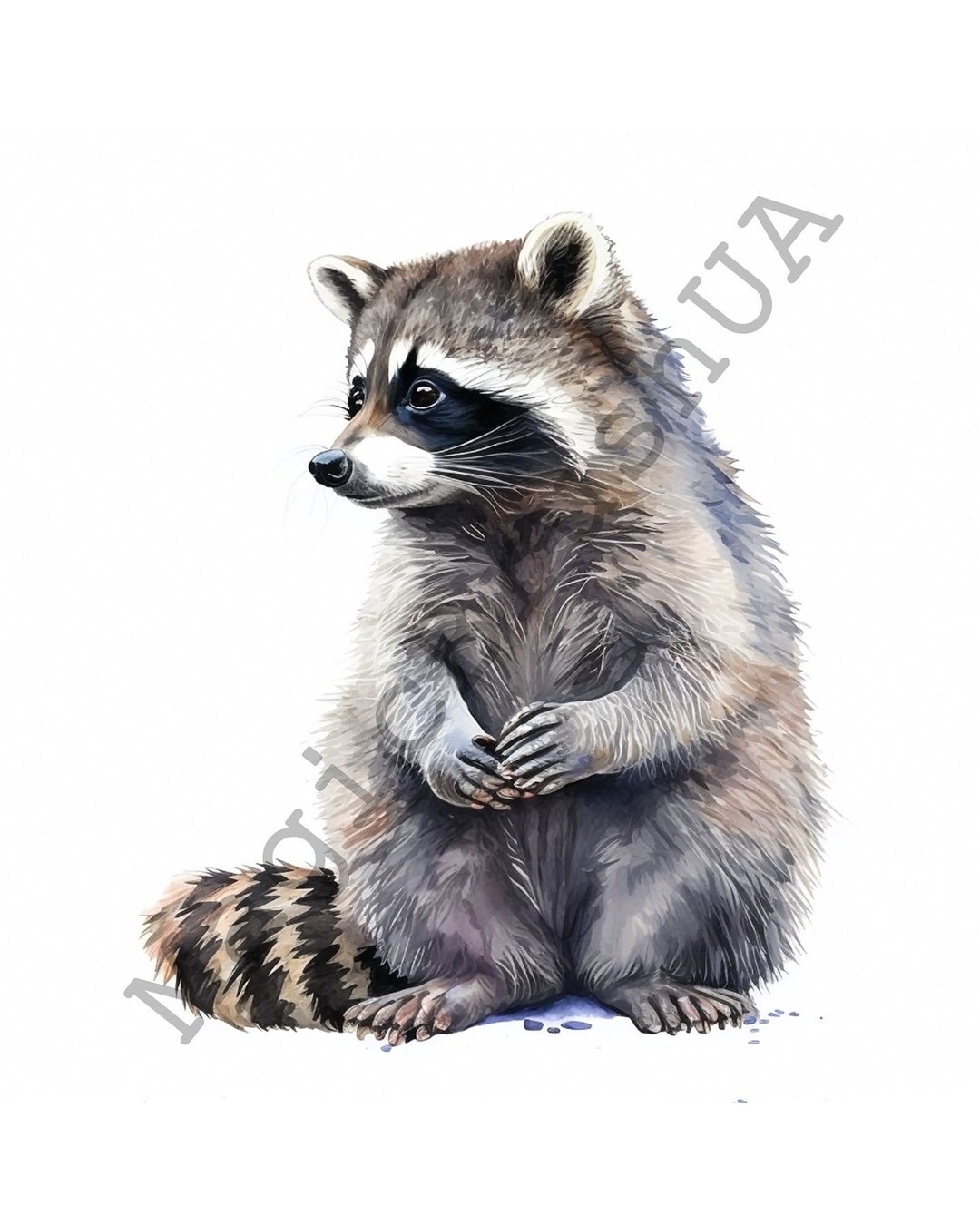 Raccoon 13 Portraits Set, Raccoon Clipart, Commercial Use, Digital ...