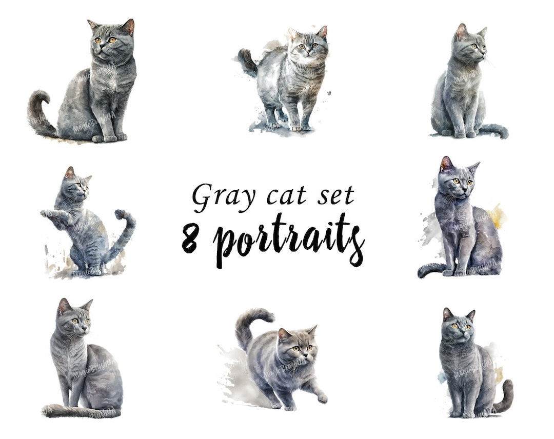 Gray Cat Portraits Set, Gray Cat Clipart, Commercial Use, Digital ...