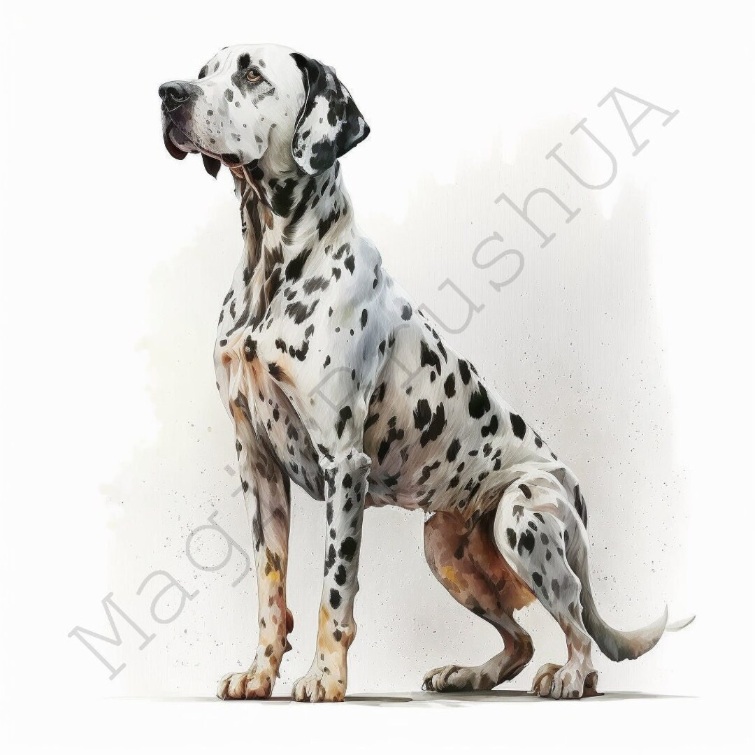 Dalmatian Portraits 6 Set, Dalmatian Clipart, Commercial Use, Dalmatian ...