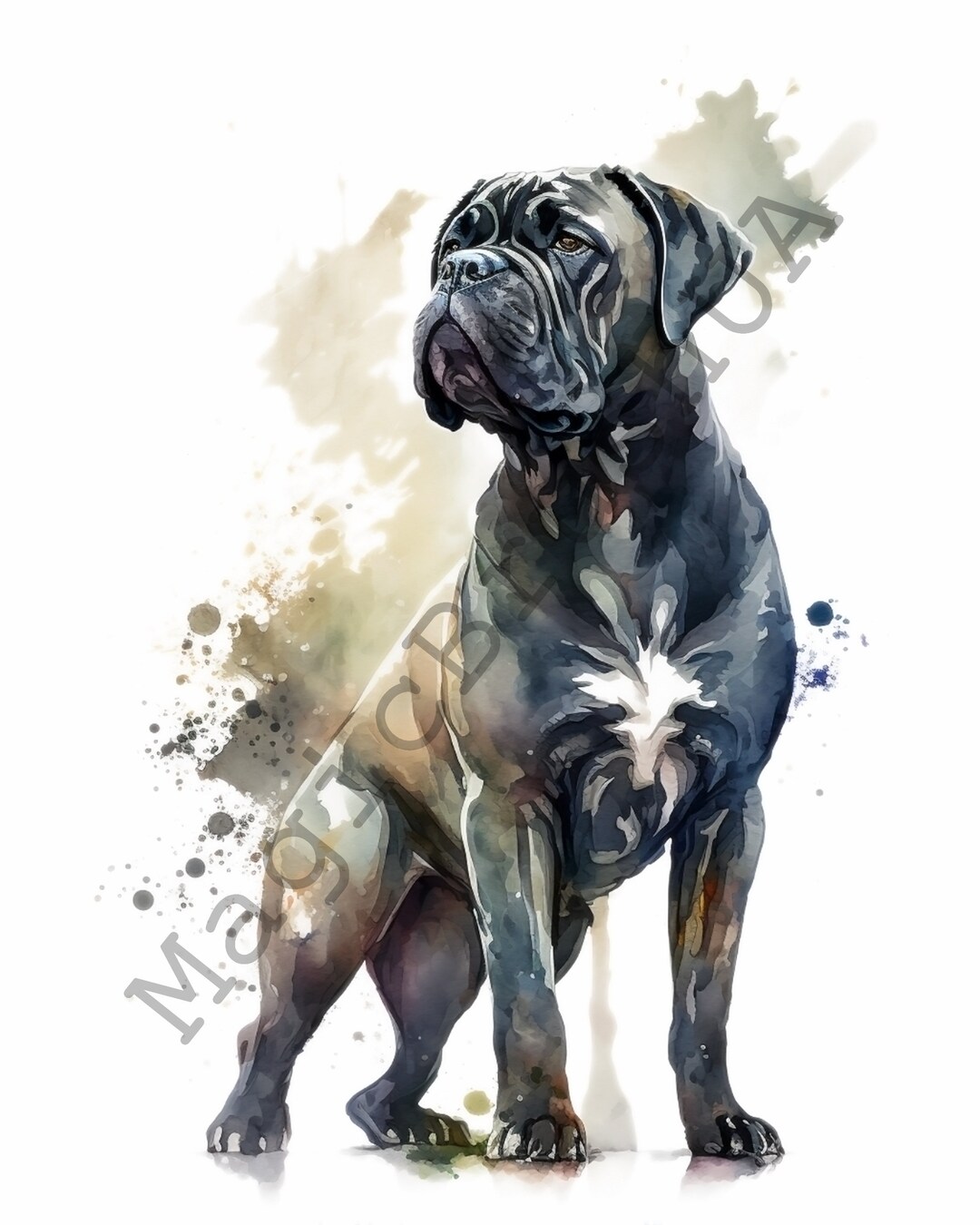 Cane Corso Clipart 18 Portraits Set, Commercial Use, Digital Download ...