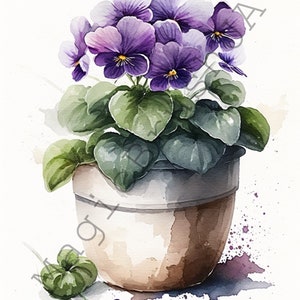 Violets in Pot 14 Portraits Set, Violets in Pot Clipart, Commercial Use ...