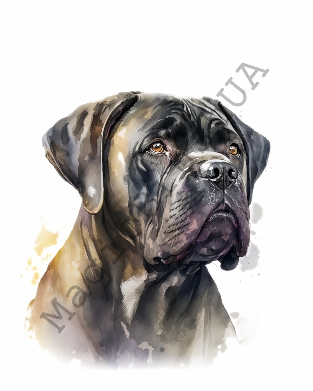 Cane Corso 11 Head and Neck Portraits Set, Cane Corso Clipart ...