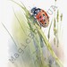 Ladybug 19 Portraits Set Lady Beetle Clipart Commercial Use - Etsy
