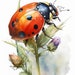 Ladybug 19 Portraits Set Lady Beetle Clipart Commercial Use - Etsy