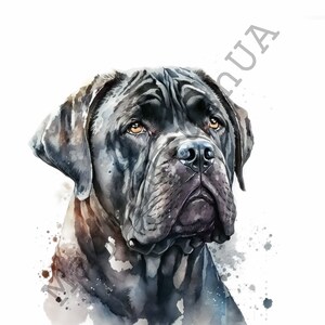 Cane Corso 11 Head and Neck Portraits Set, Cane Corso Clipart ...