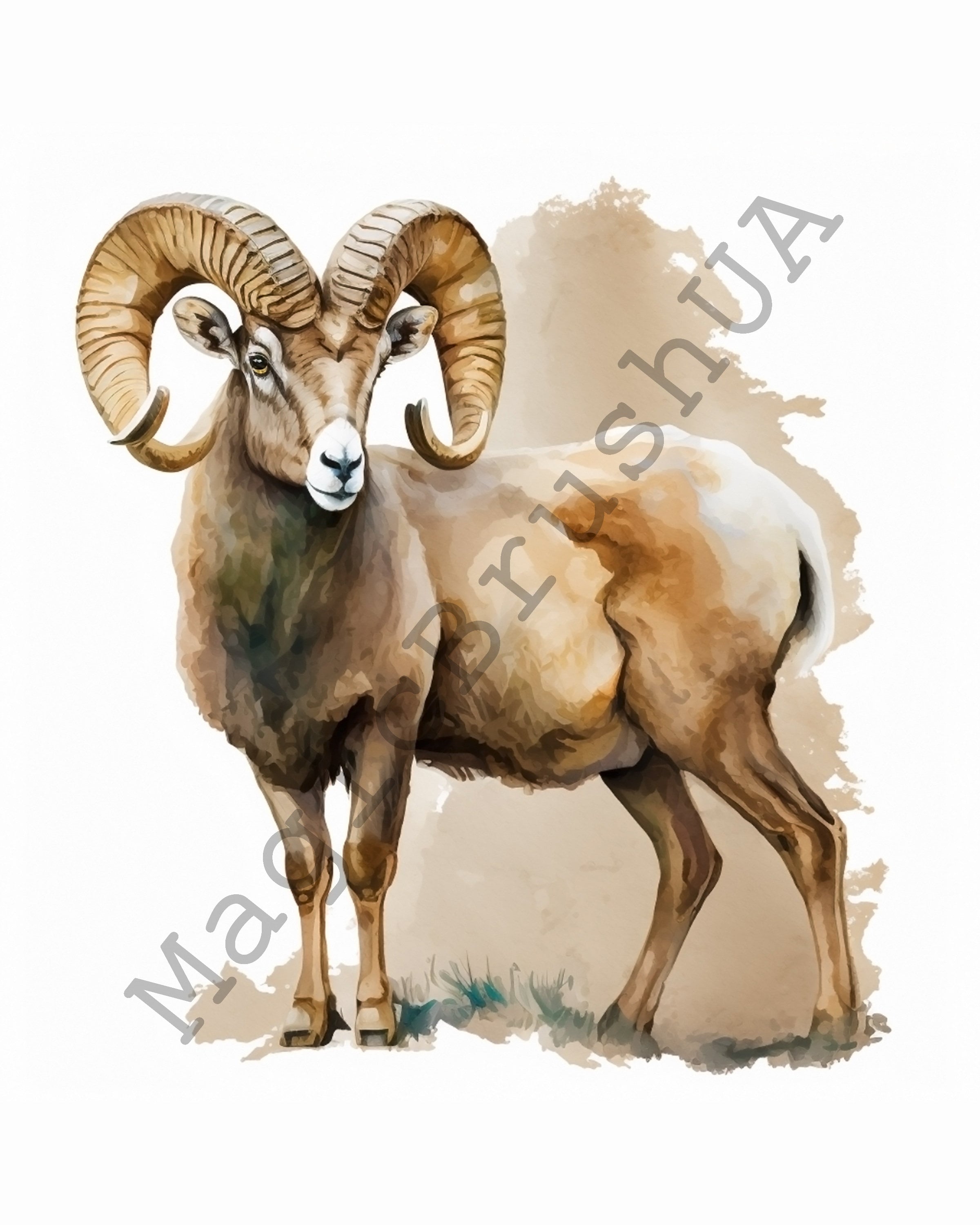 Ram 11 Portraits Set Ram Clipart Commercial Use Digital - Etsy