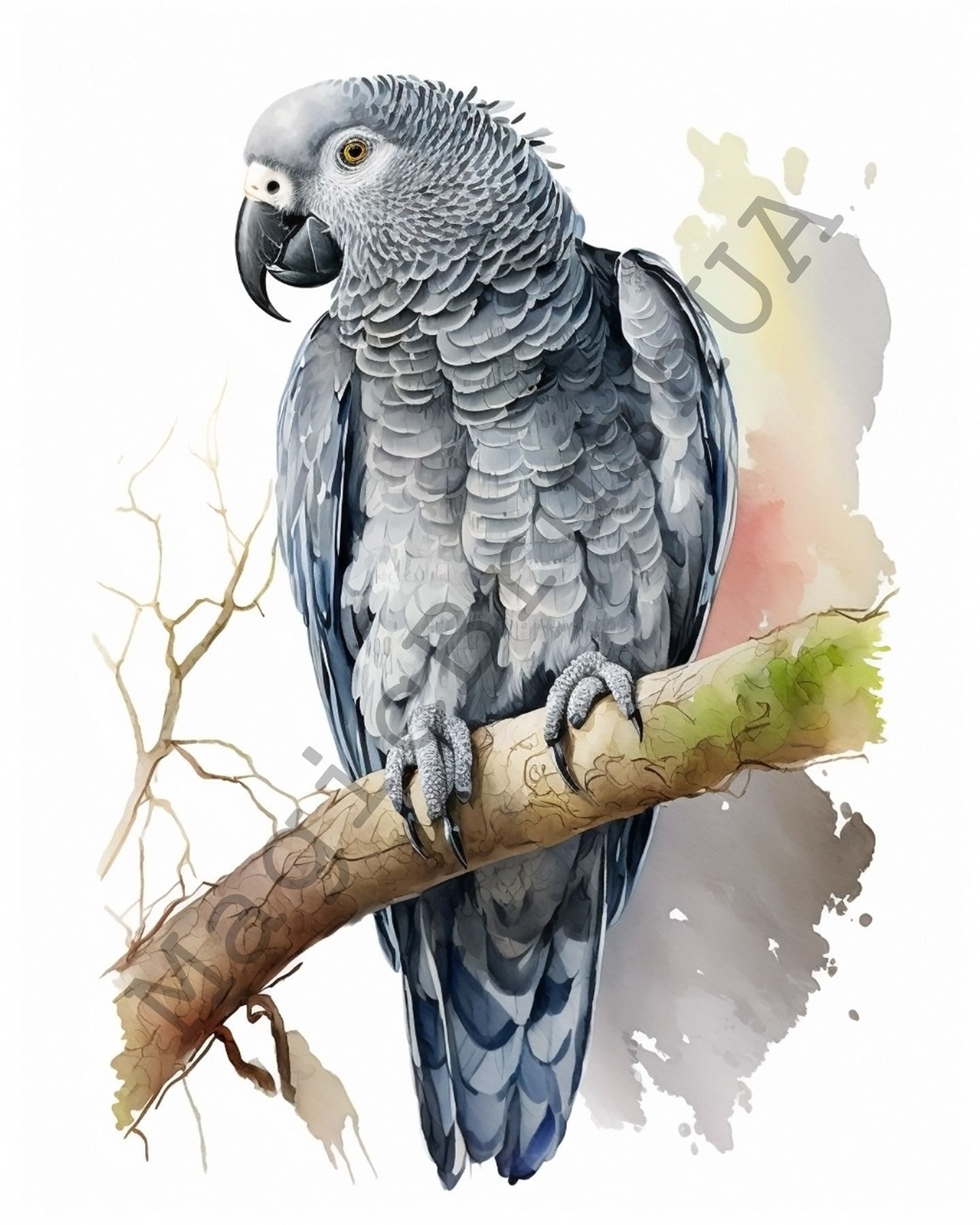 African Grey Parrot Drawing
