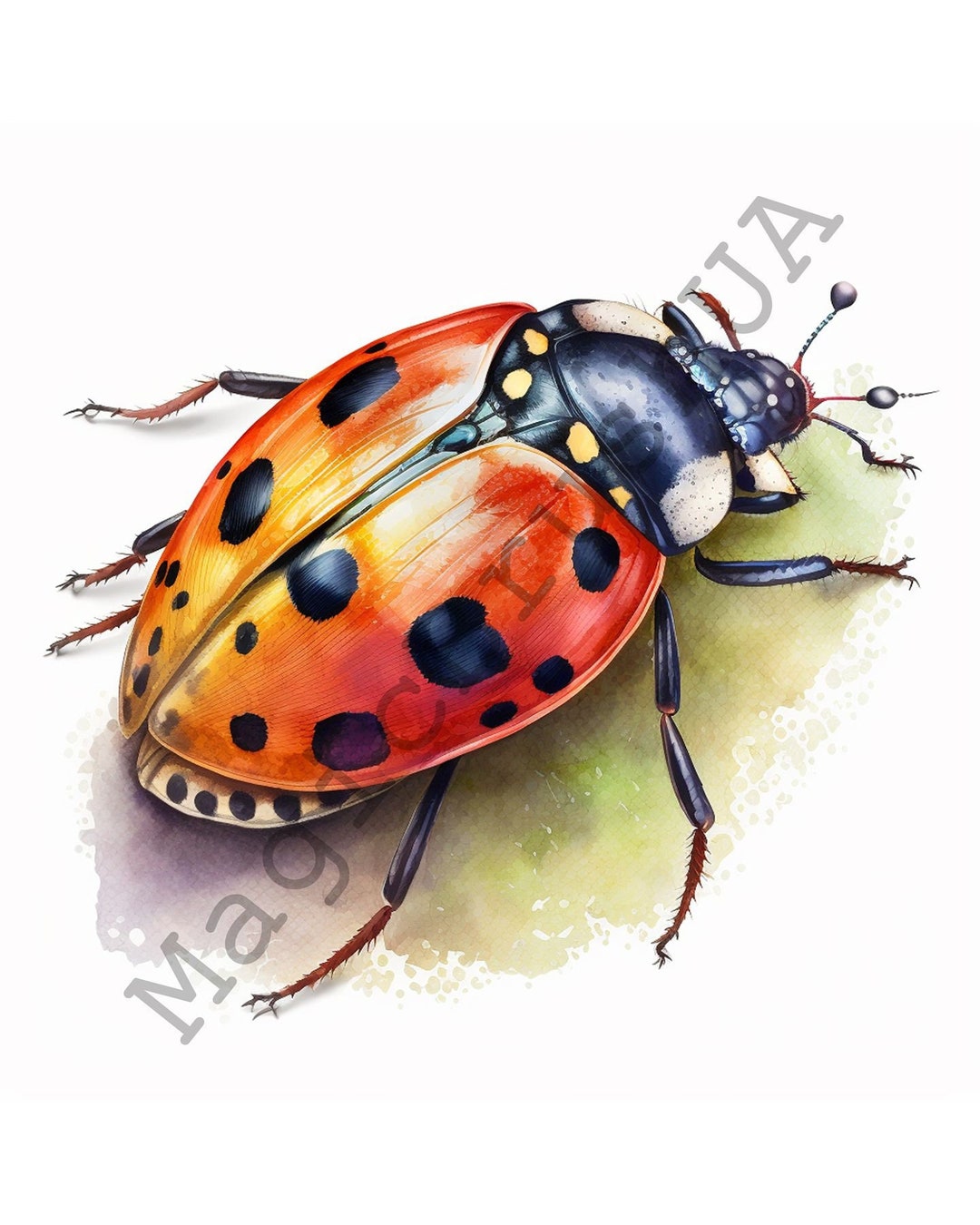 Ladybug 19 Portraits Set, Lady Beetle Clipart, Commercial Use, Digital ...