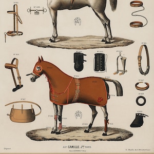 Vintage French Horse Catalog Print Download Equestrian Wall Art Antique Printable Artwork Digital Download Equestrian Home Decor Horse Gift Etsy