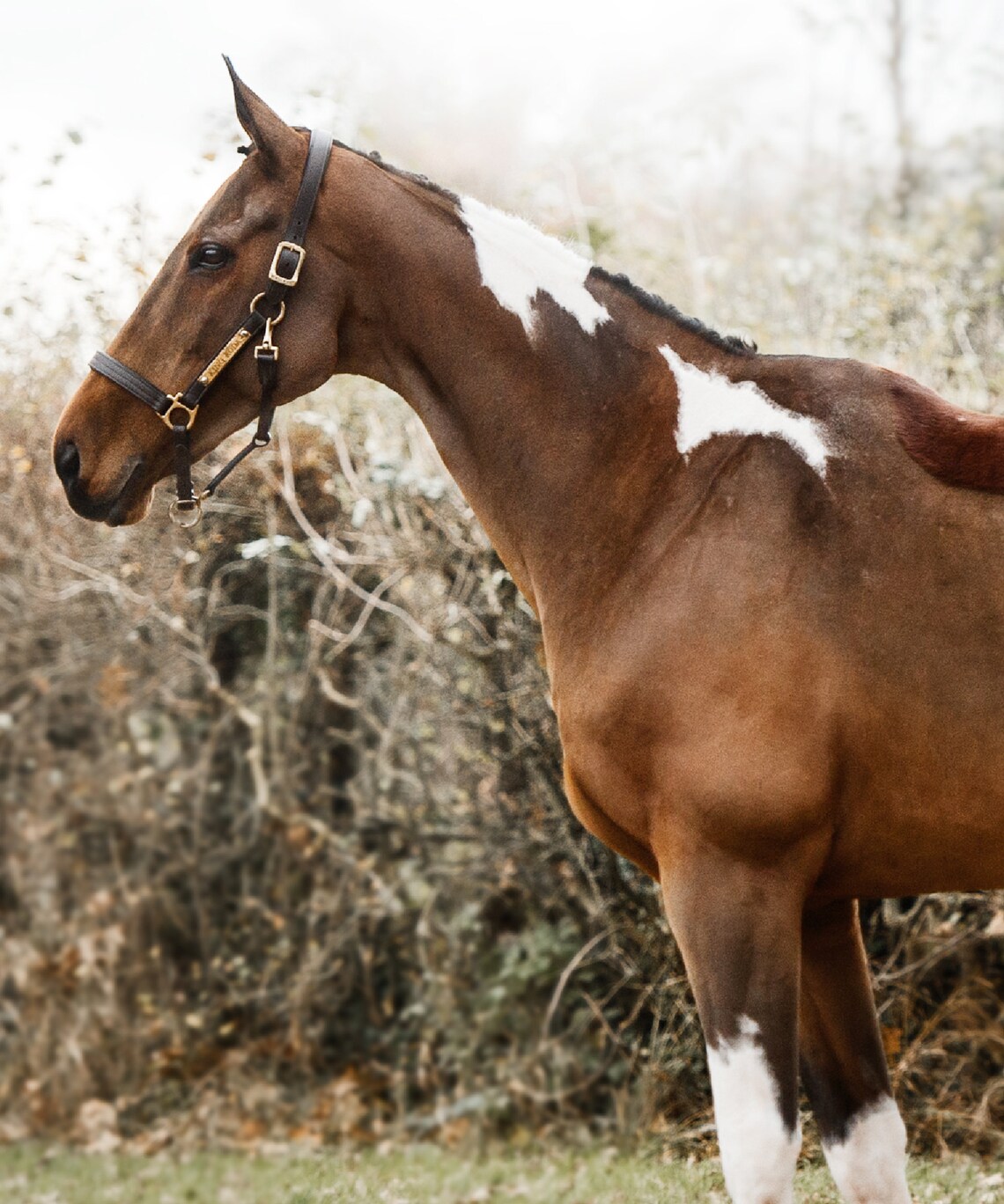 Paint Horse Portrait Photography by Georgina Preston | Etsy