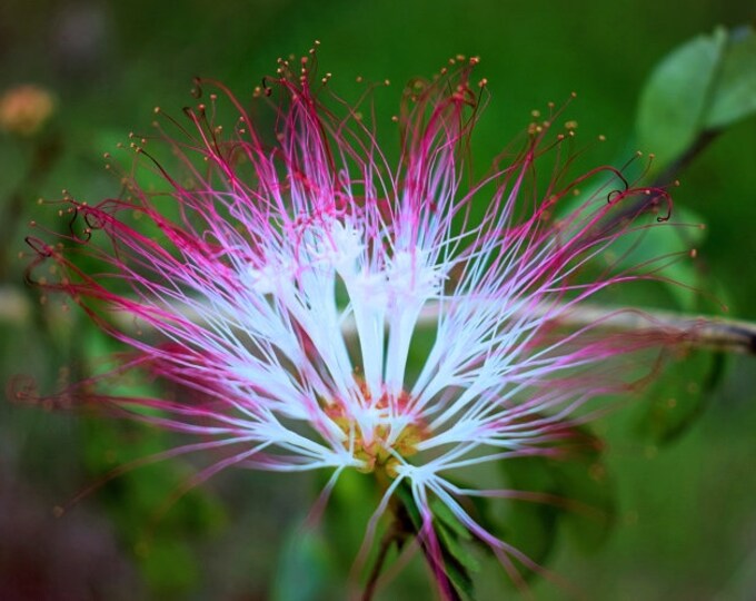 Linda Bobinsana Large Giclee Print - Etsy